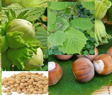 Beneficiile fructelor oleaginoase – alunele de pădure - Zenivers.ro ...